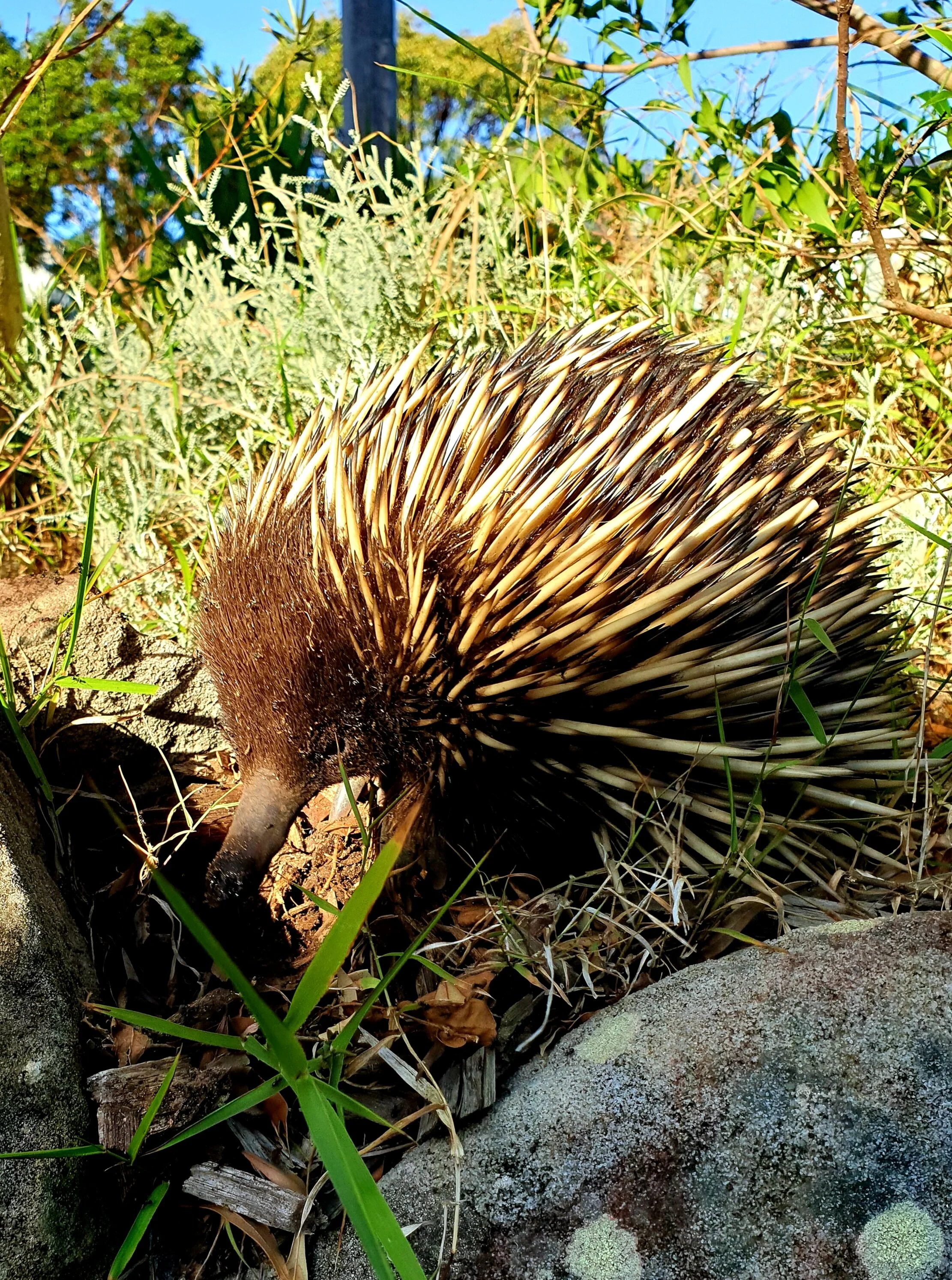 Monotremes — Manly Dam Biodiversity Project
