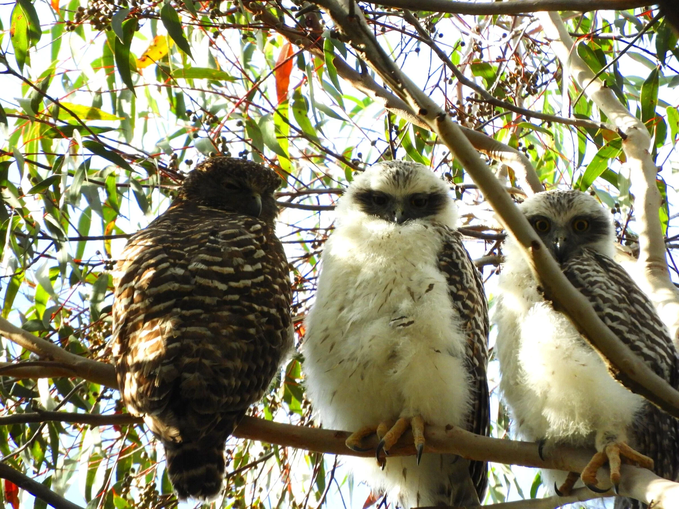 Threatened Bird Species — Manly Dam Biodiversity Project