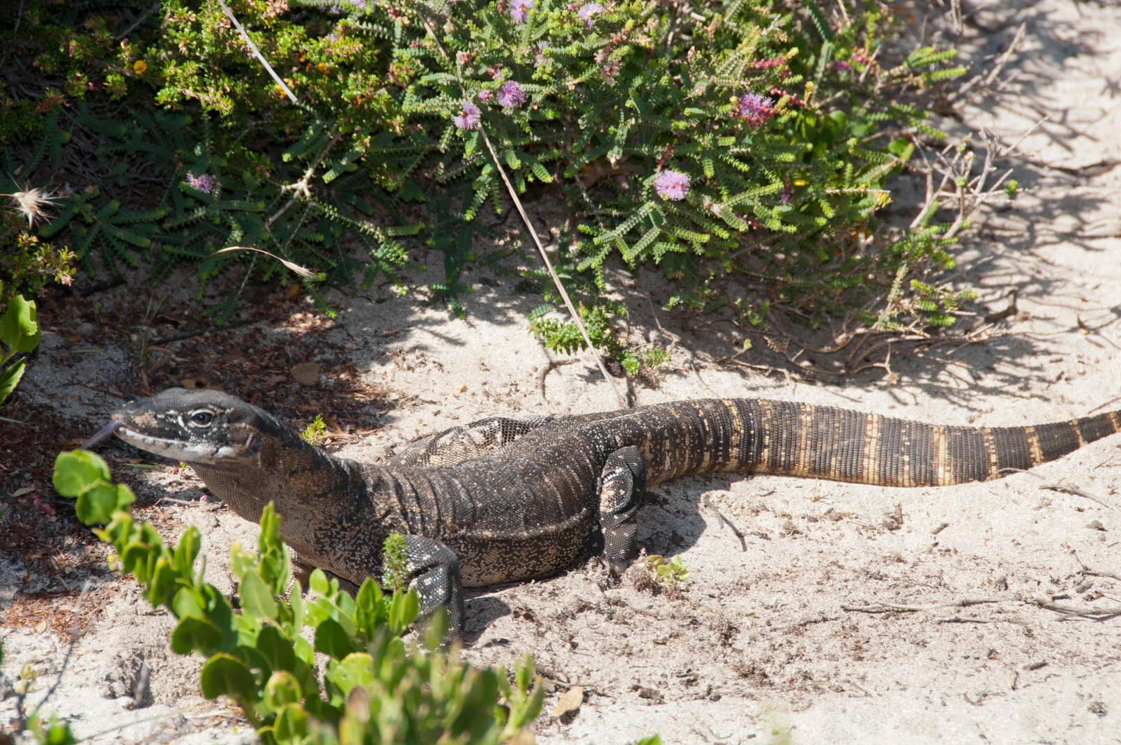 Lizards and Monitors — Manly Dam Biodiversity Project