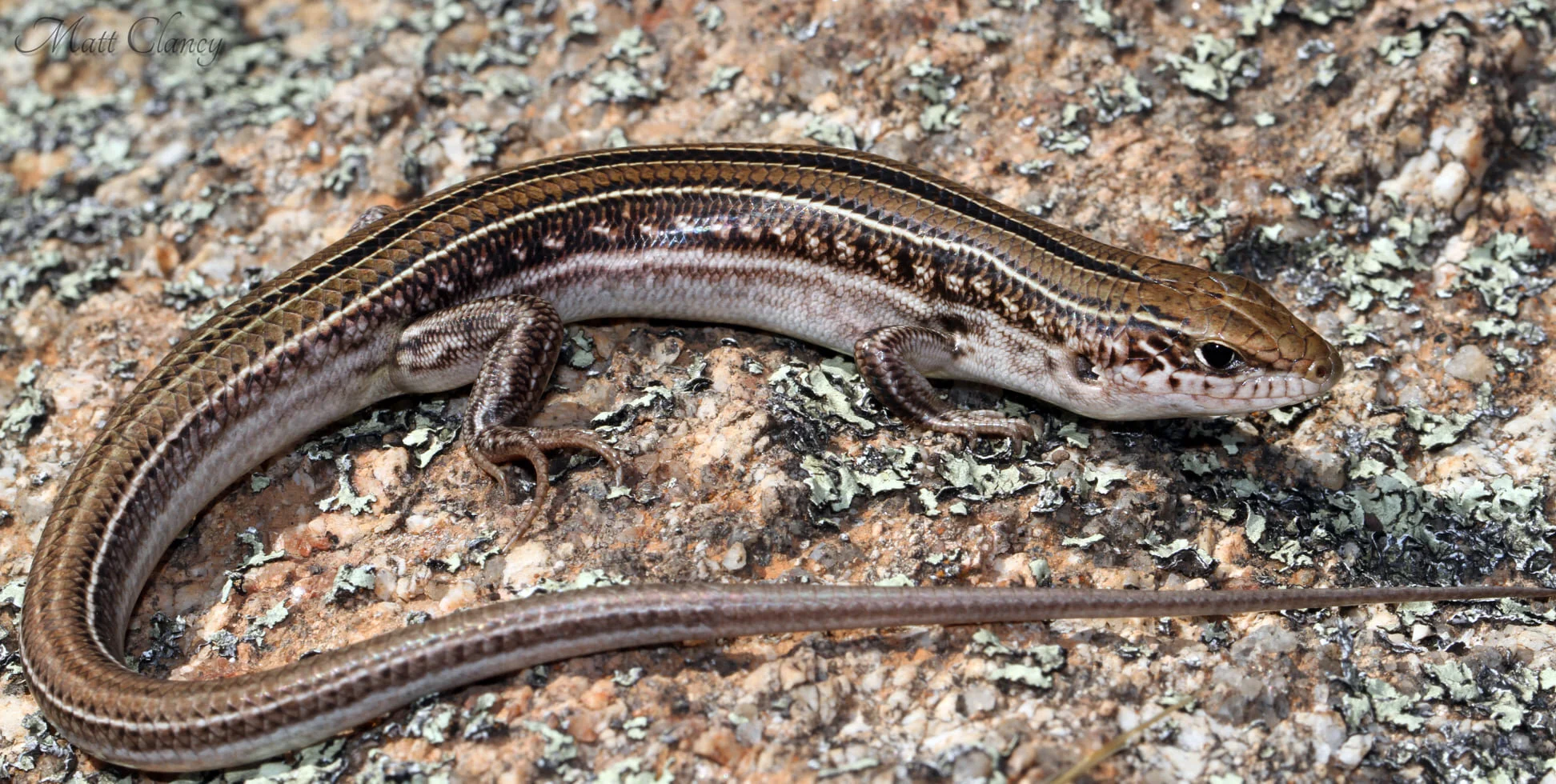 Lizards and Monitors — Manly Dam Biodiversity Project