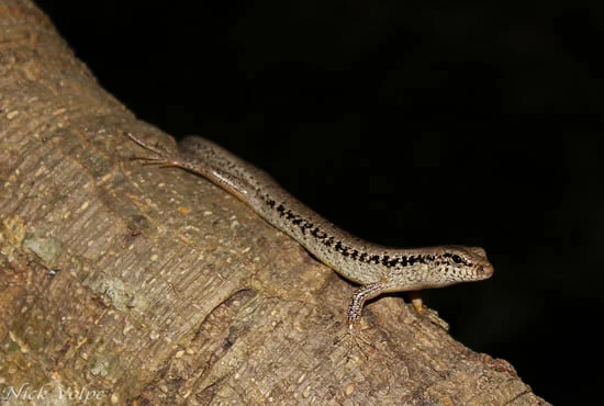 Lizards and Monitors — Manly Dam Biodiversity Project