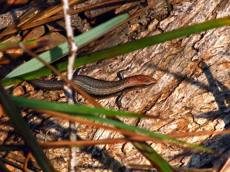 Lizards and Monitors — Manly Dam Biodiversity Project