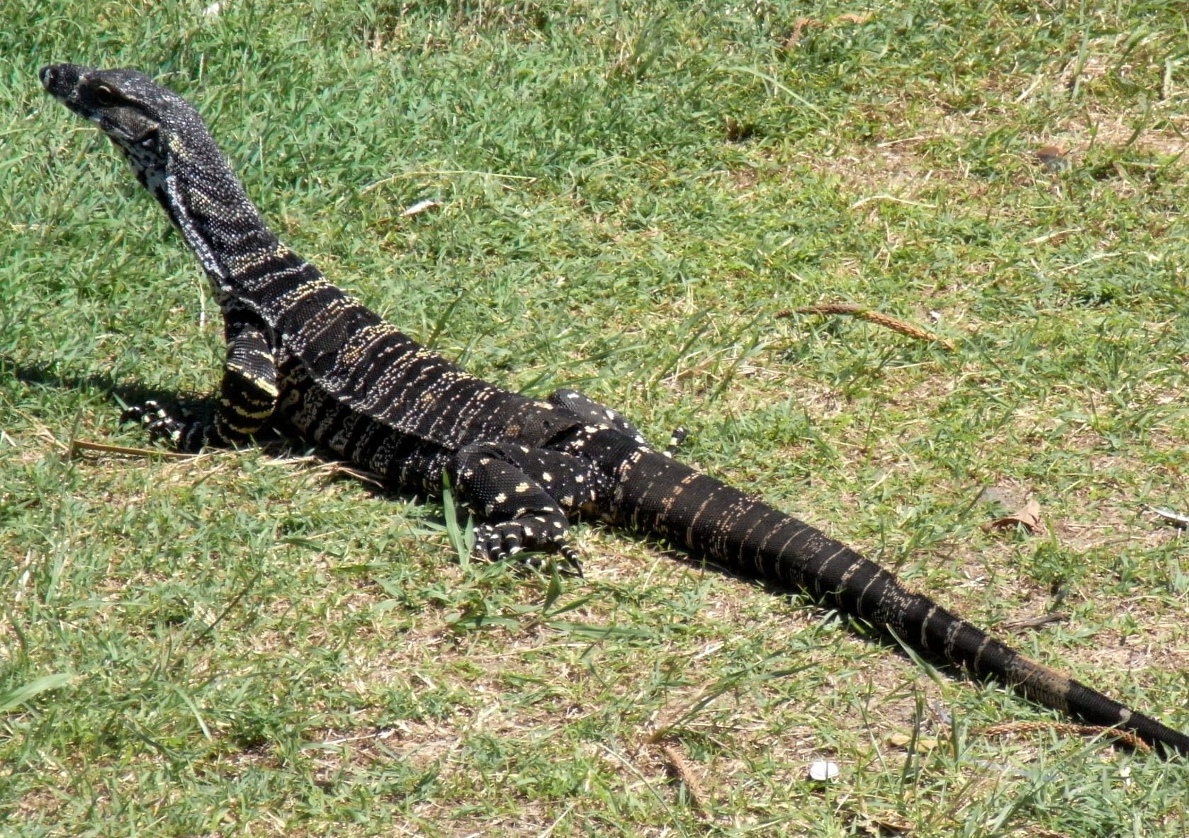 Lizards and Monitors — Manly Dam Biodiversity Project