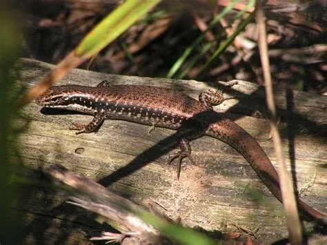 Lizards and Monitors — Manly Dam Biodiversity Project