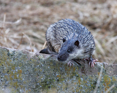 Marsupials and bush rats — Manly Dam Biodiversity Project
