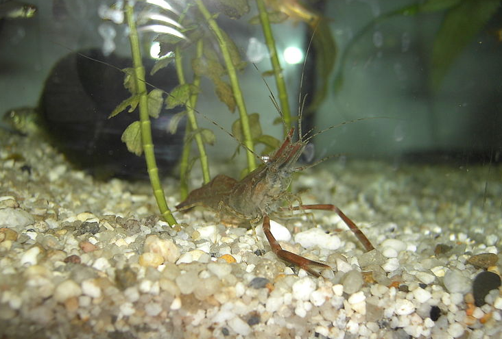 Crustaceans — Manly Dam Biodiversity Project