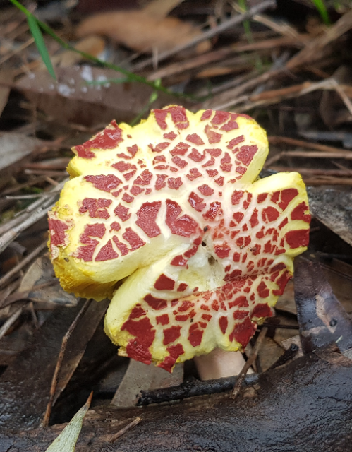 Fungi | Explore Fungi Today — Learn & Conserve — Manly Dam Biodiversity ...