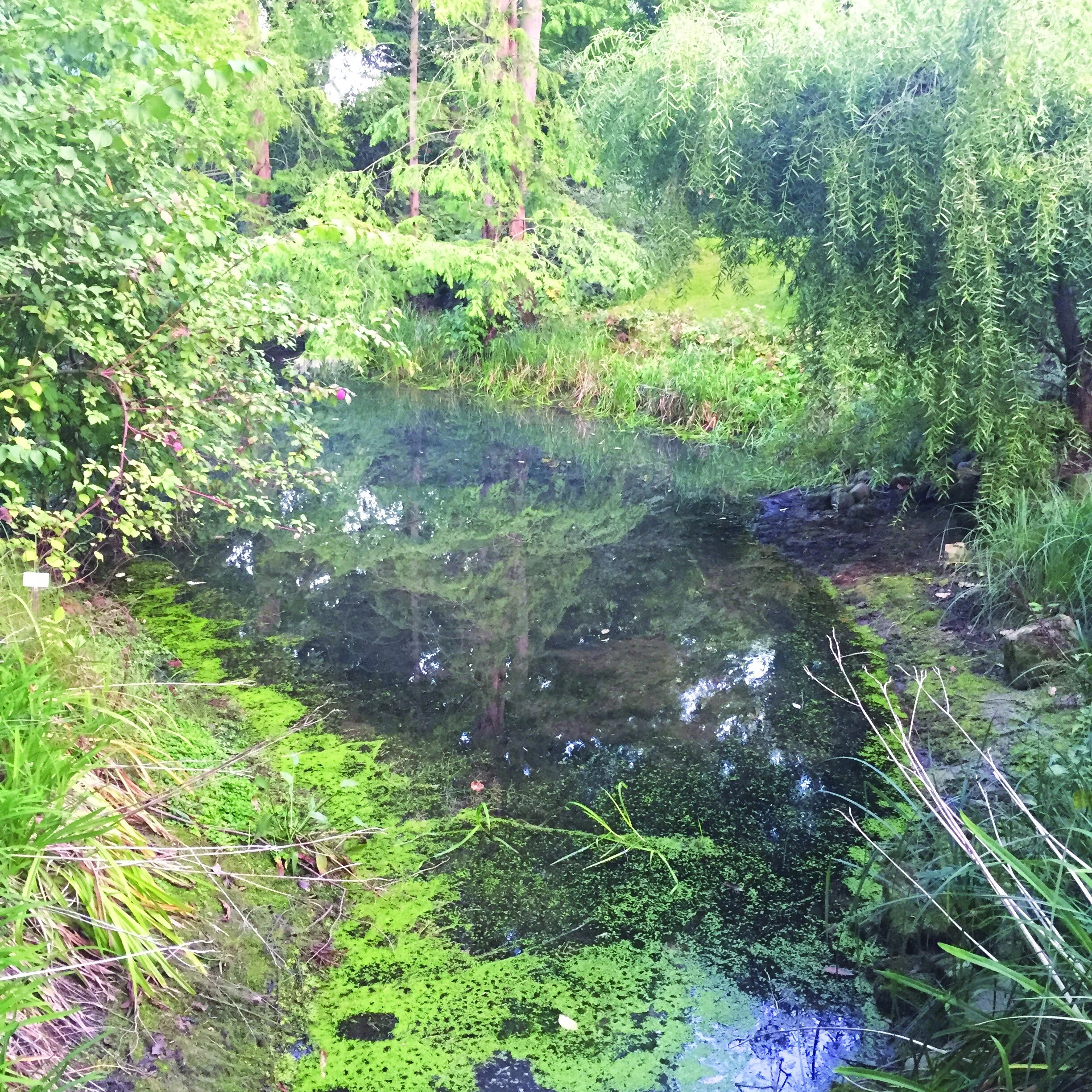 Organised scenery — Loh Xiang Yun