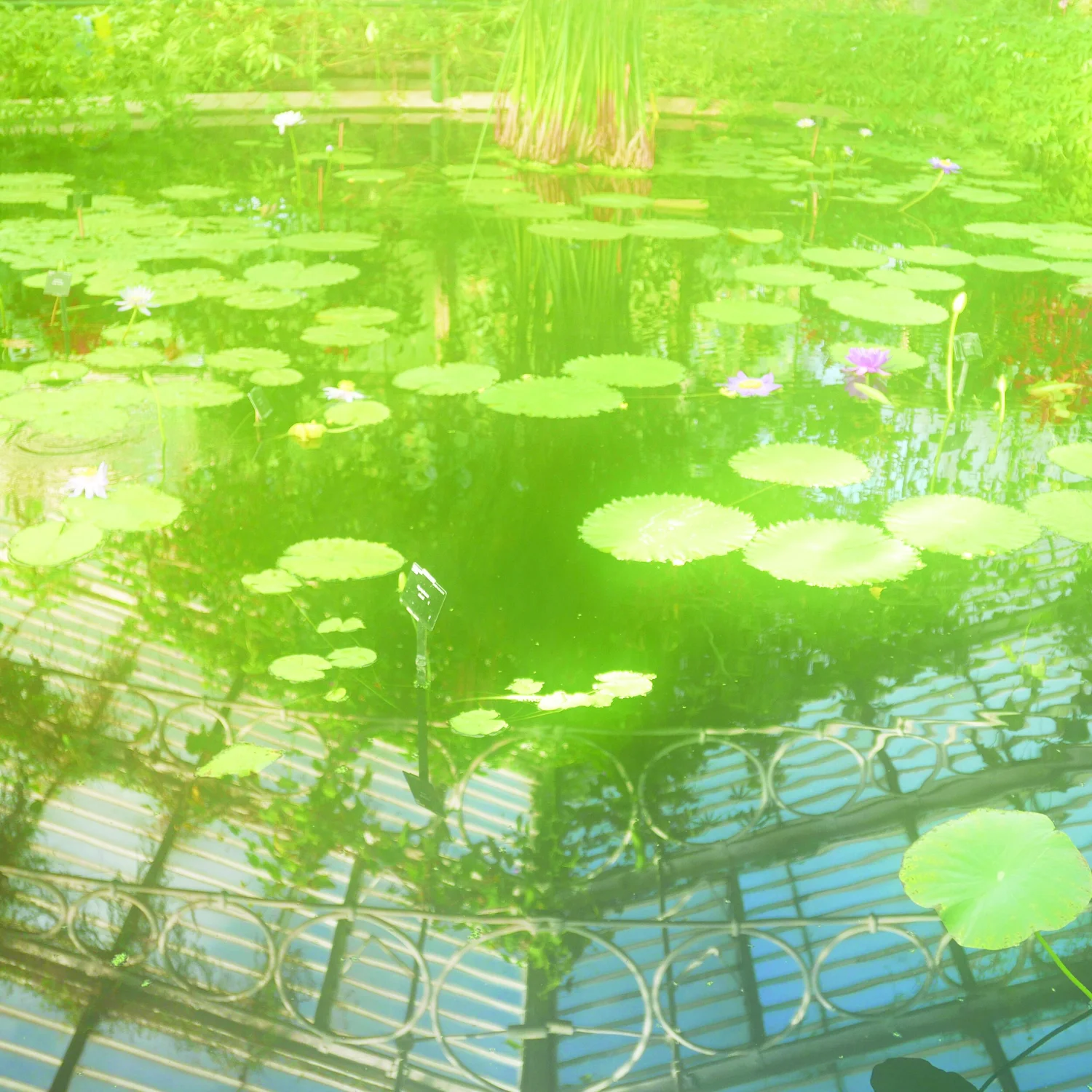 Organised scenery — Loh Xiang Yun