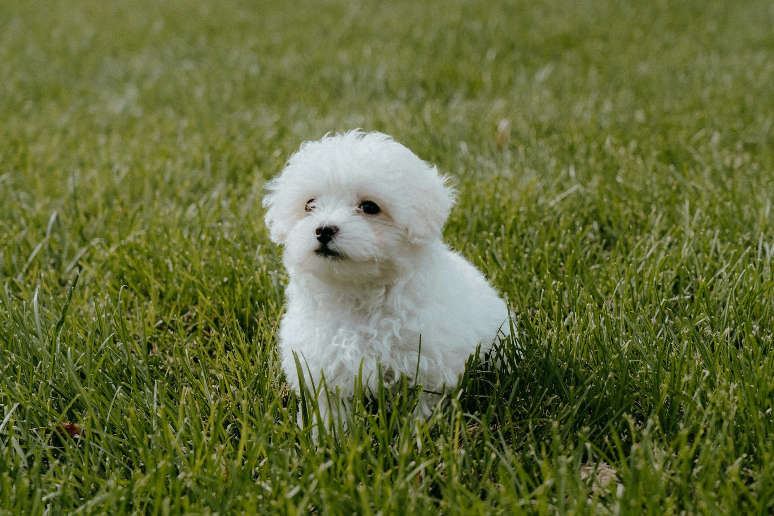 Teacup Maltipoo Puppies