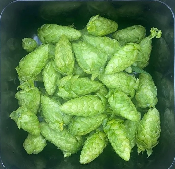 Riwaka — Garston Hops