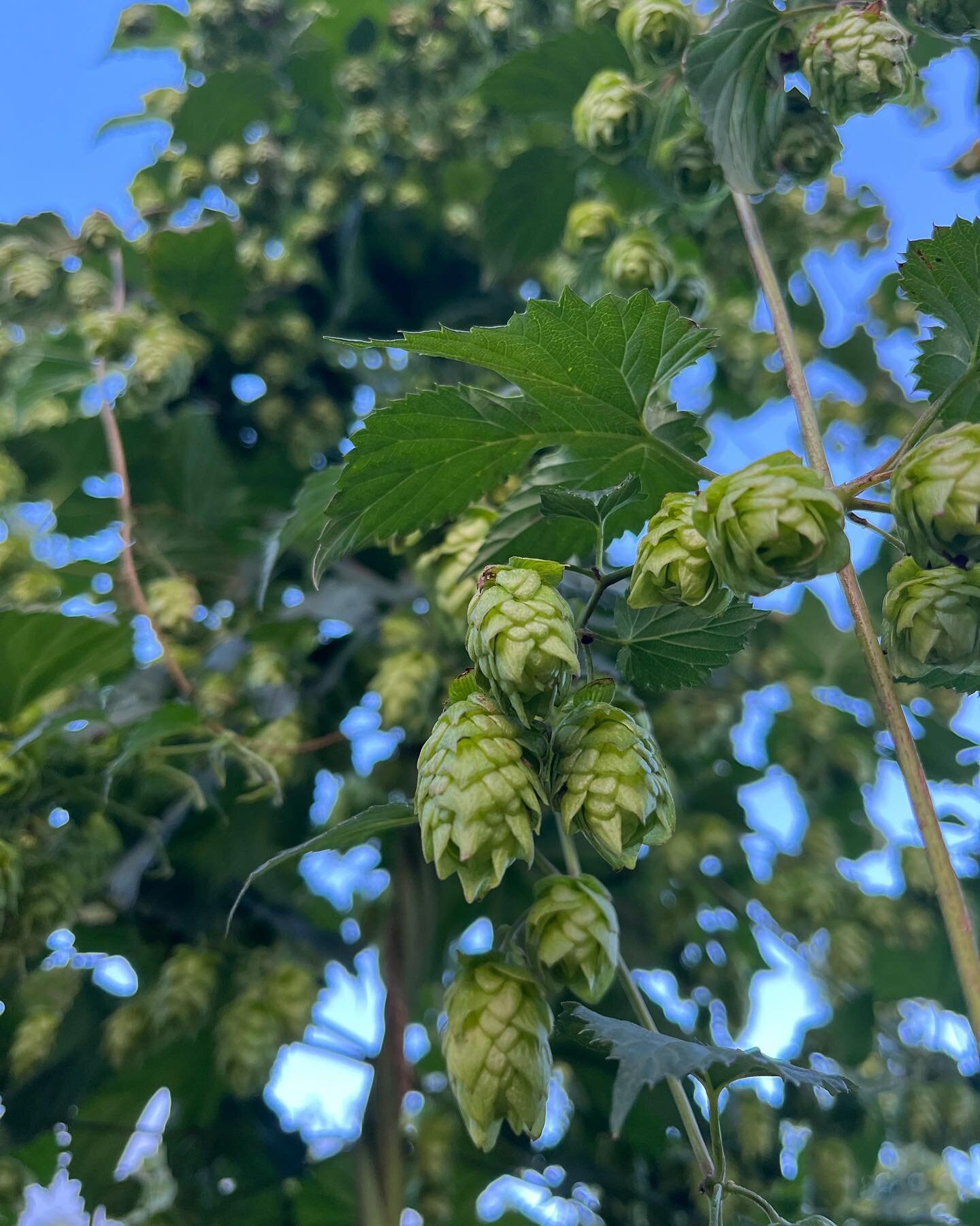 Garston Hops