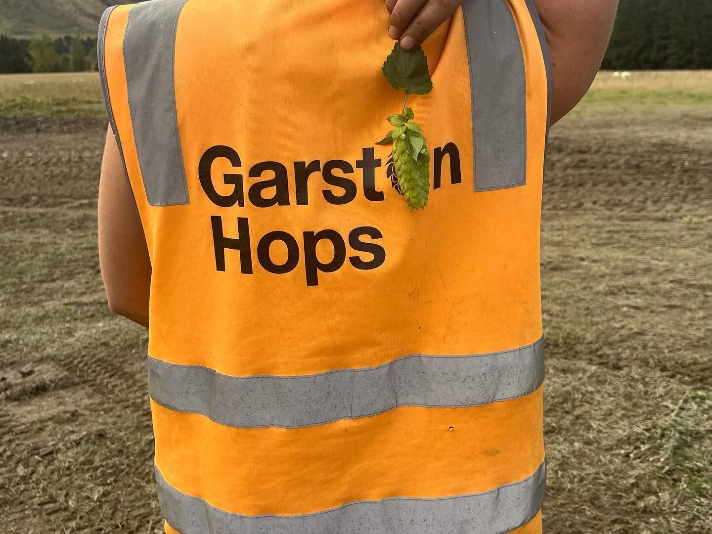 Garston Hops