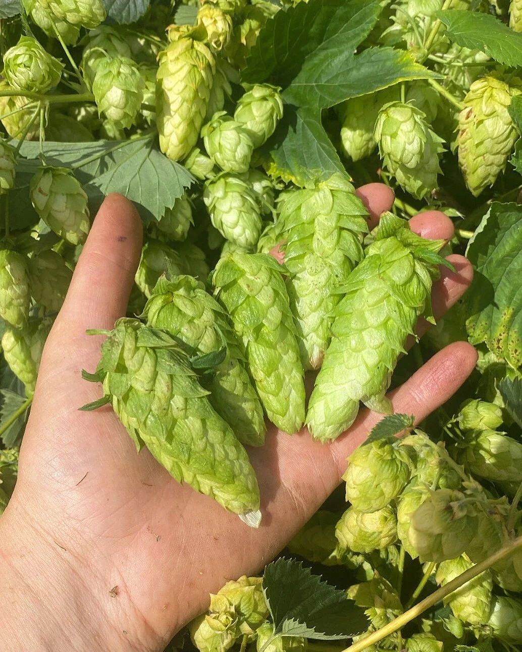 Garston Hops