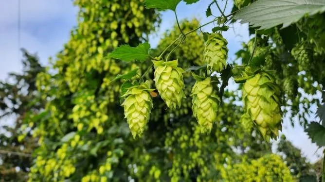 Garston Hops