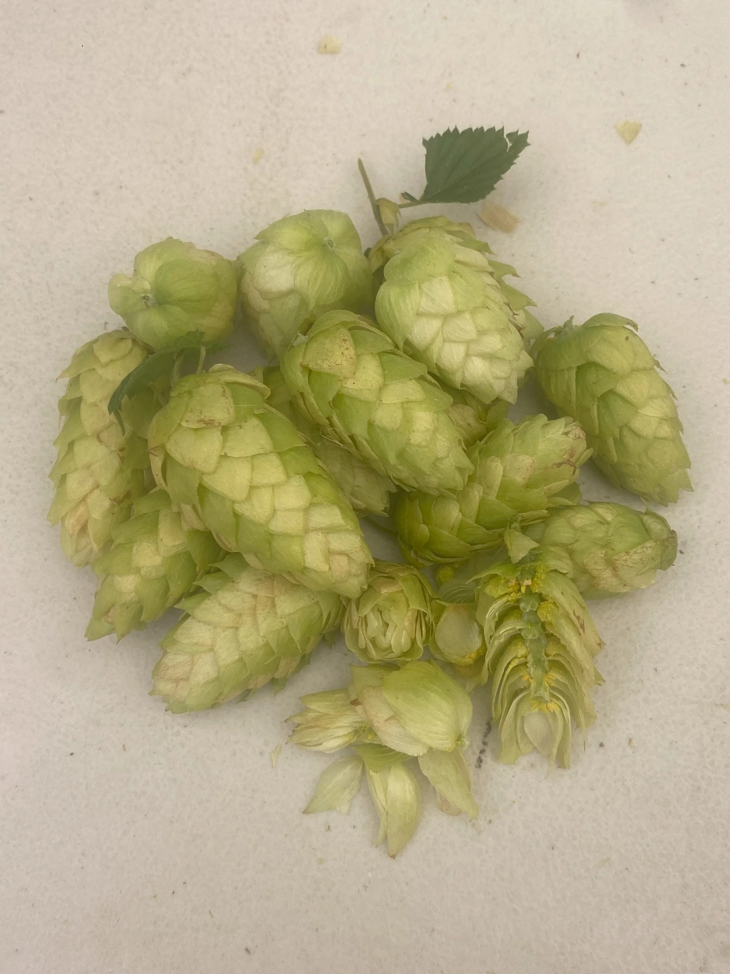Riwaka — Garston Hops