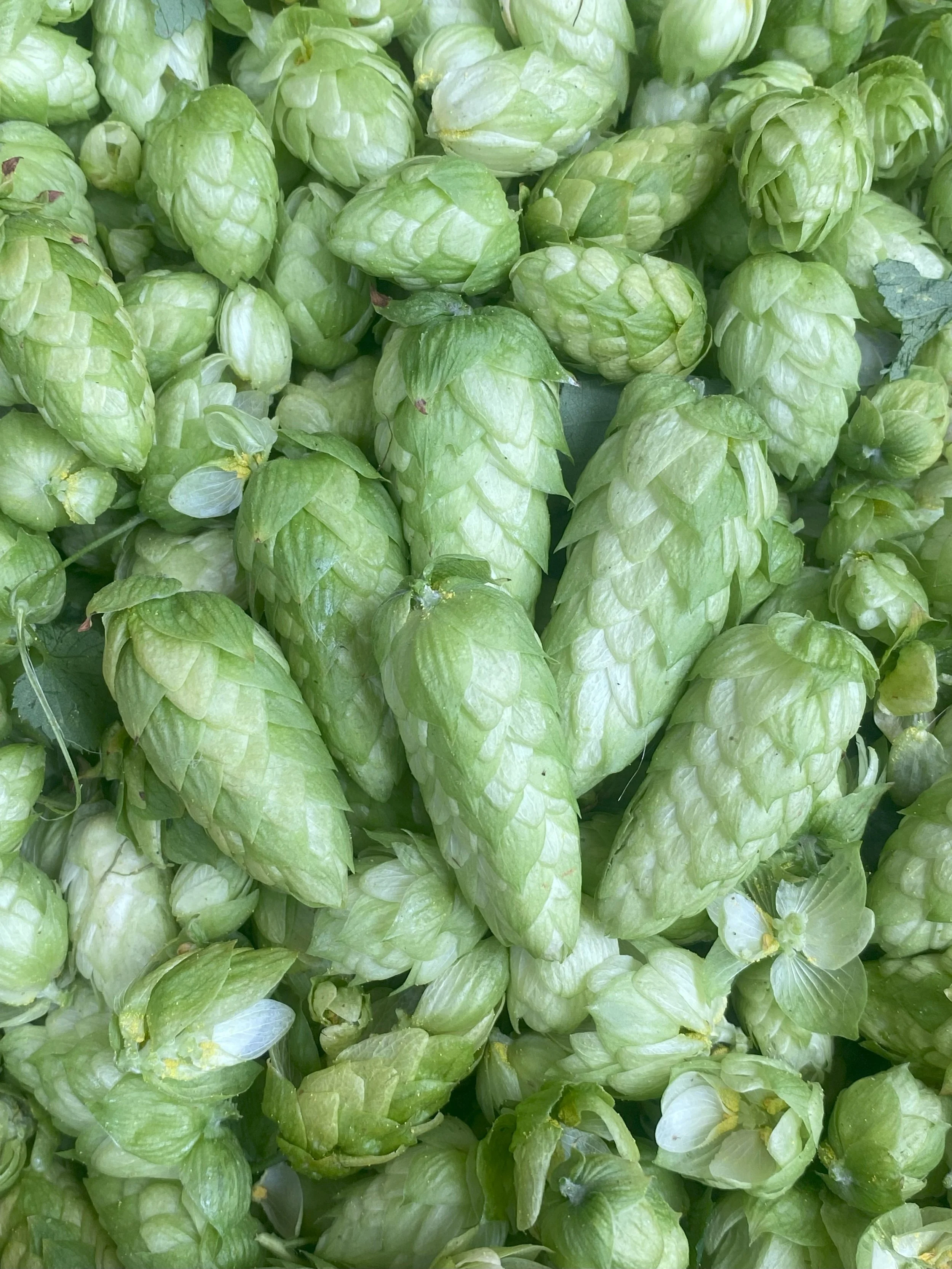 NZ Cascade — Garston Hops