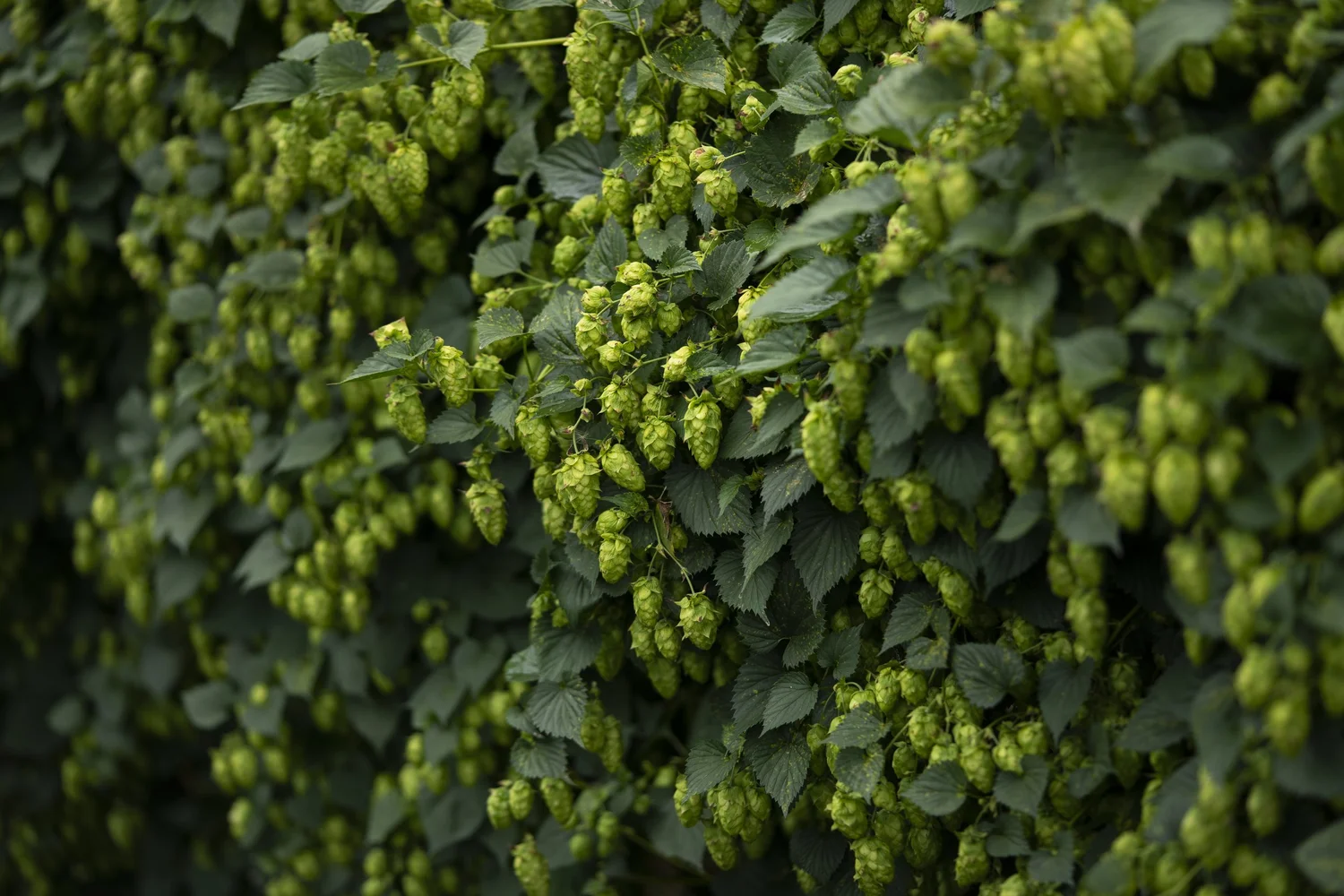 Garston Hops