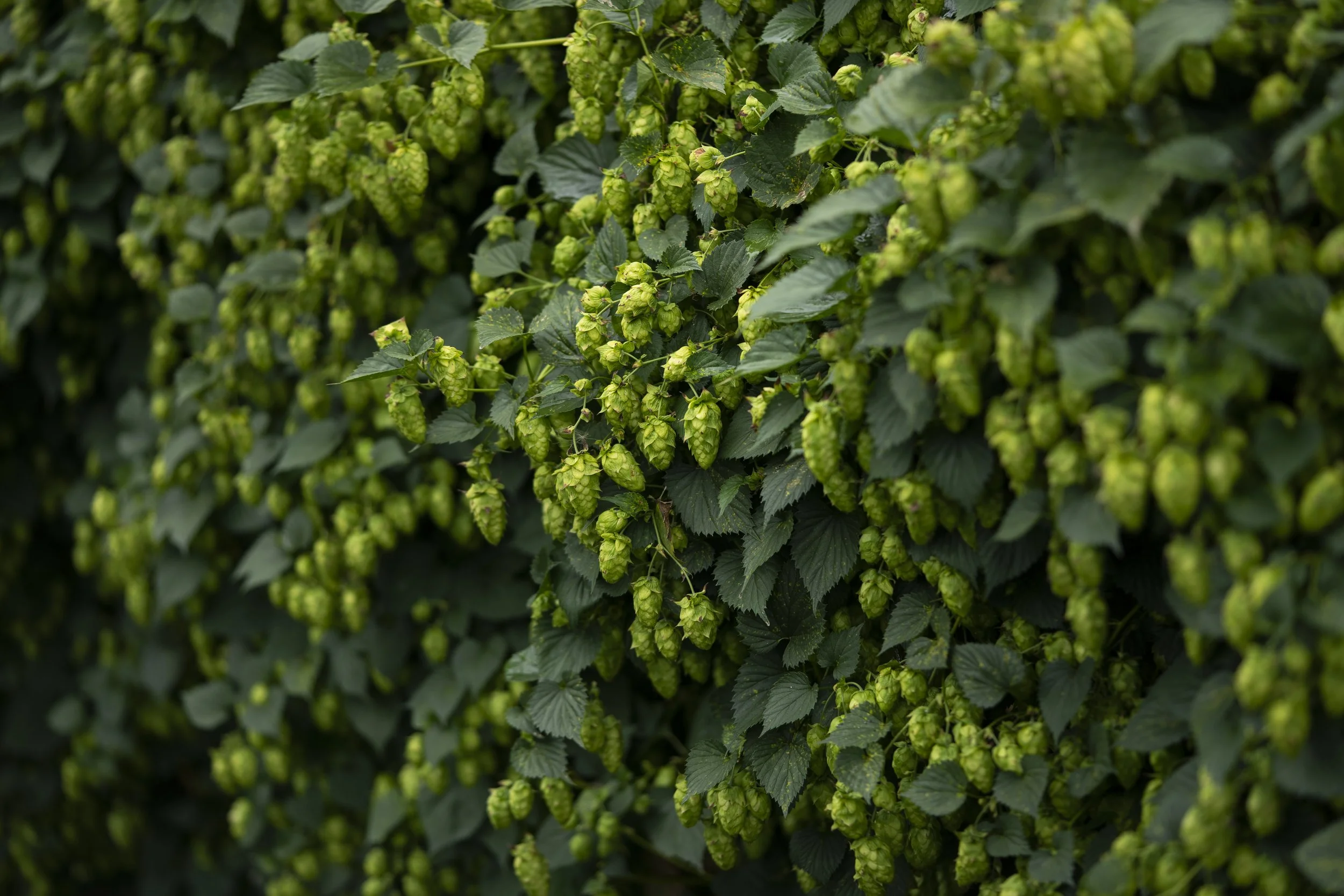Garston Hops