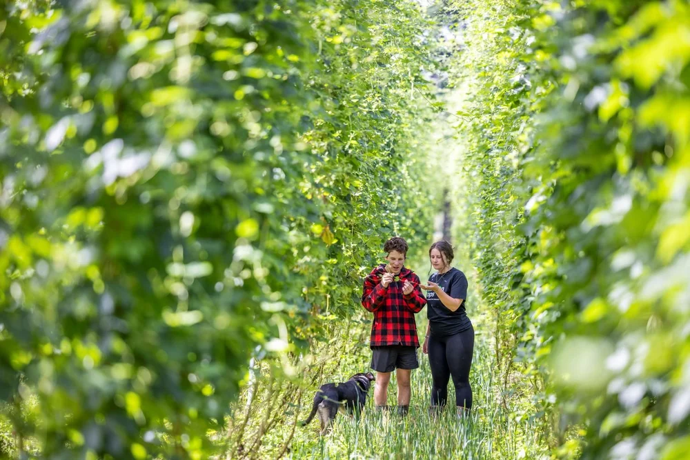 Garston Hops