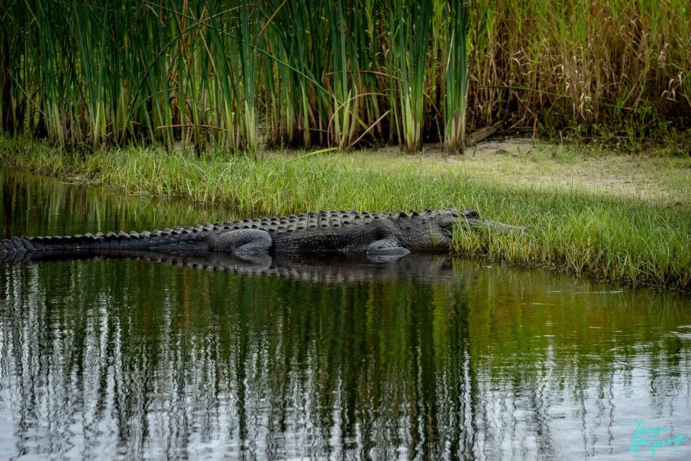 Capturing the beauty of Myakka River State Park — Doreen McGunagle Fine Art