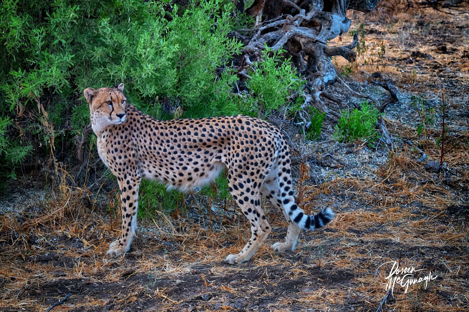 Behind the Lens | Fine Art Nature Photography Stories by Doreen ...