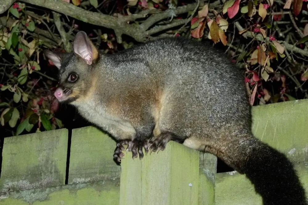 Possum facts — Predator Free Dunedin