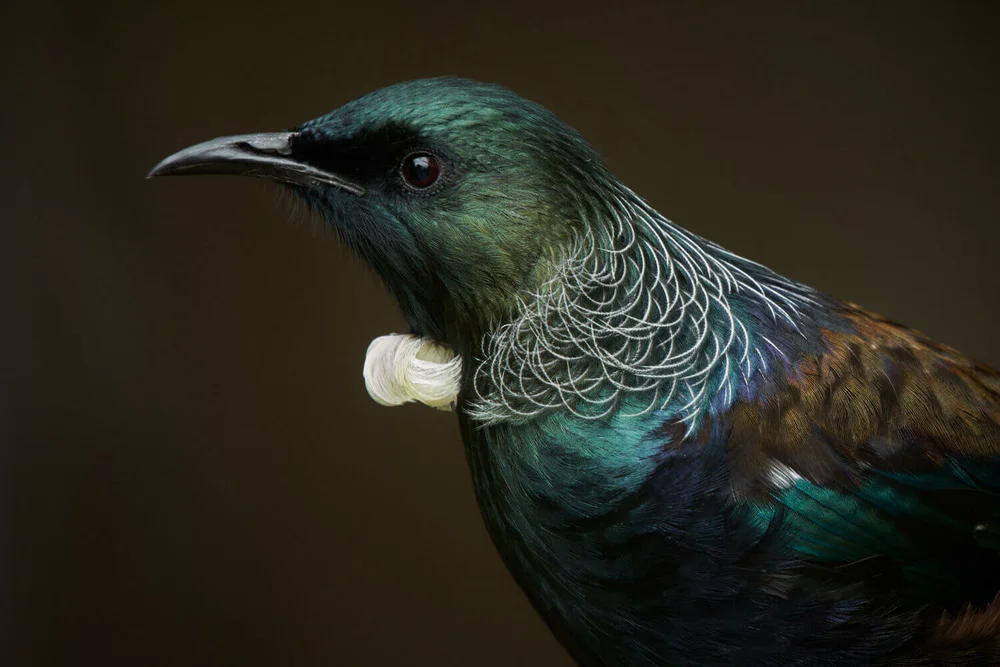 Resources — Predator Free Dunedin