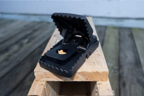 How to use a T-Rex rat trap — Predator Free Dunedin