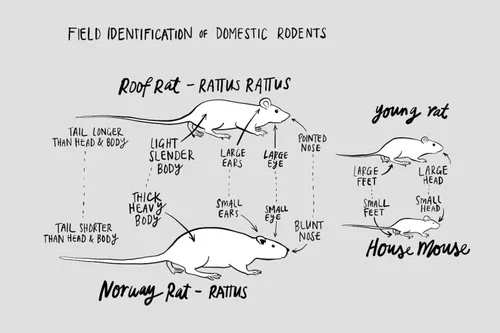 Rat facts — Predator Free Dunedin