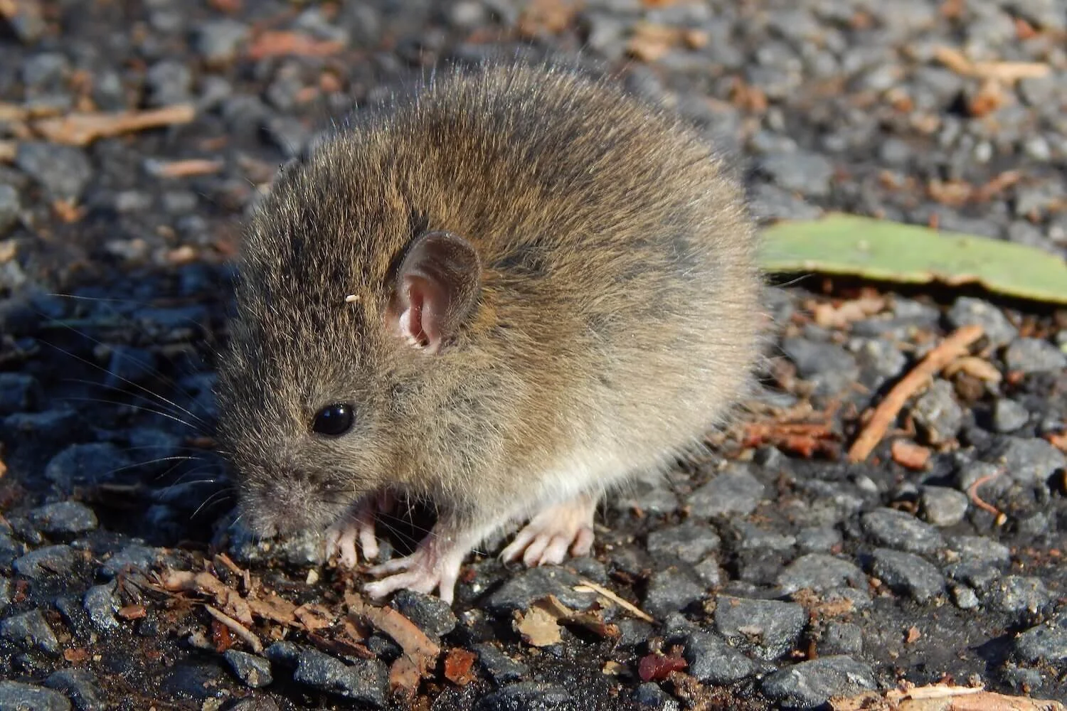 Rat facts — Predator Free Dunedin