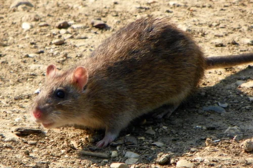 Rat facts — Predator Free Dunedin