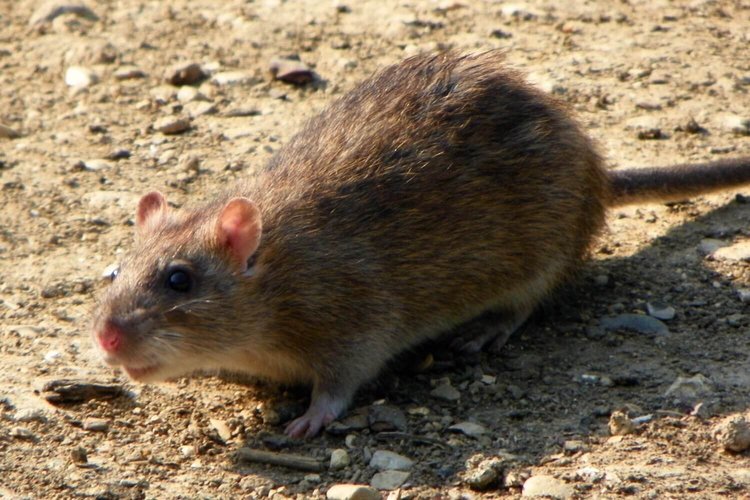 Rat facts — Predator Free Dunedin