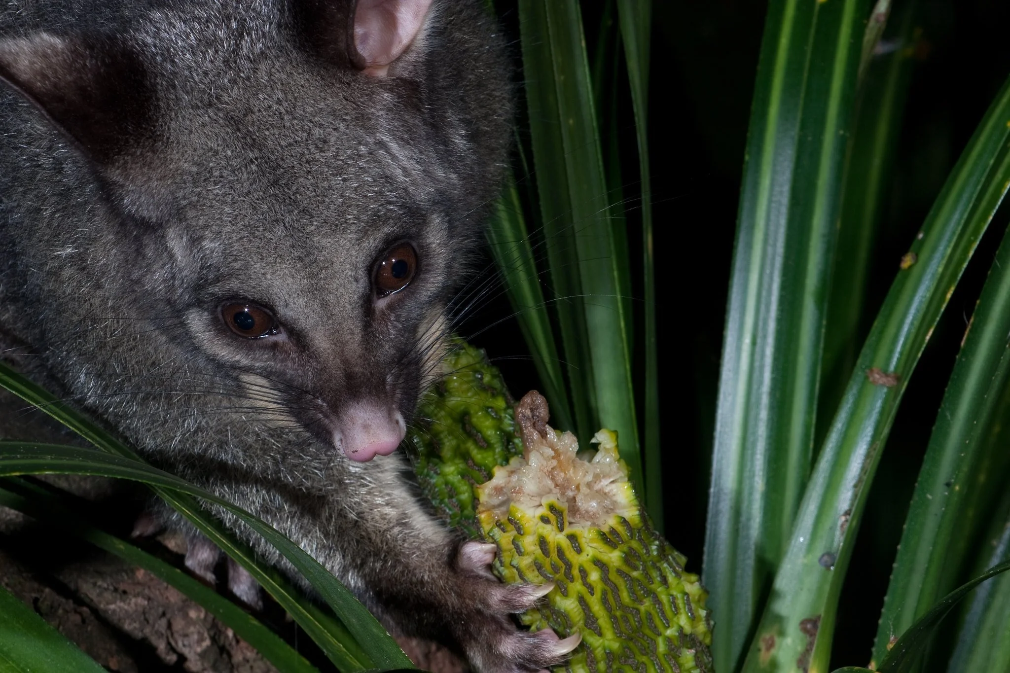 Possum facts — Predator Free Dunedin