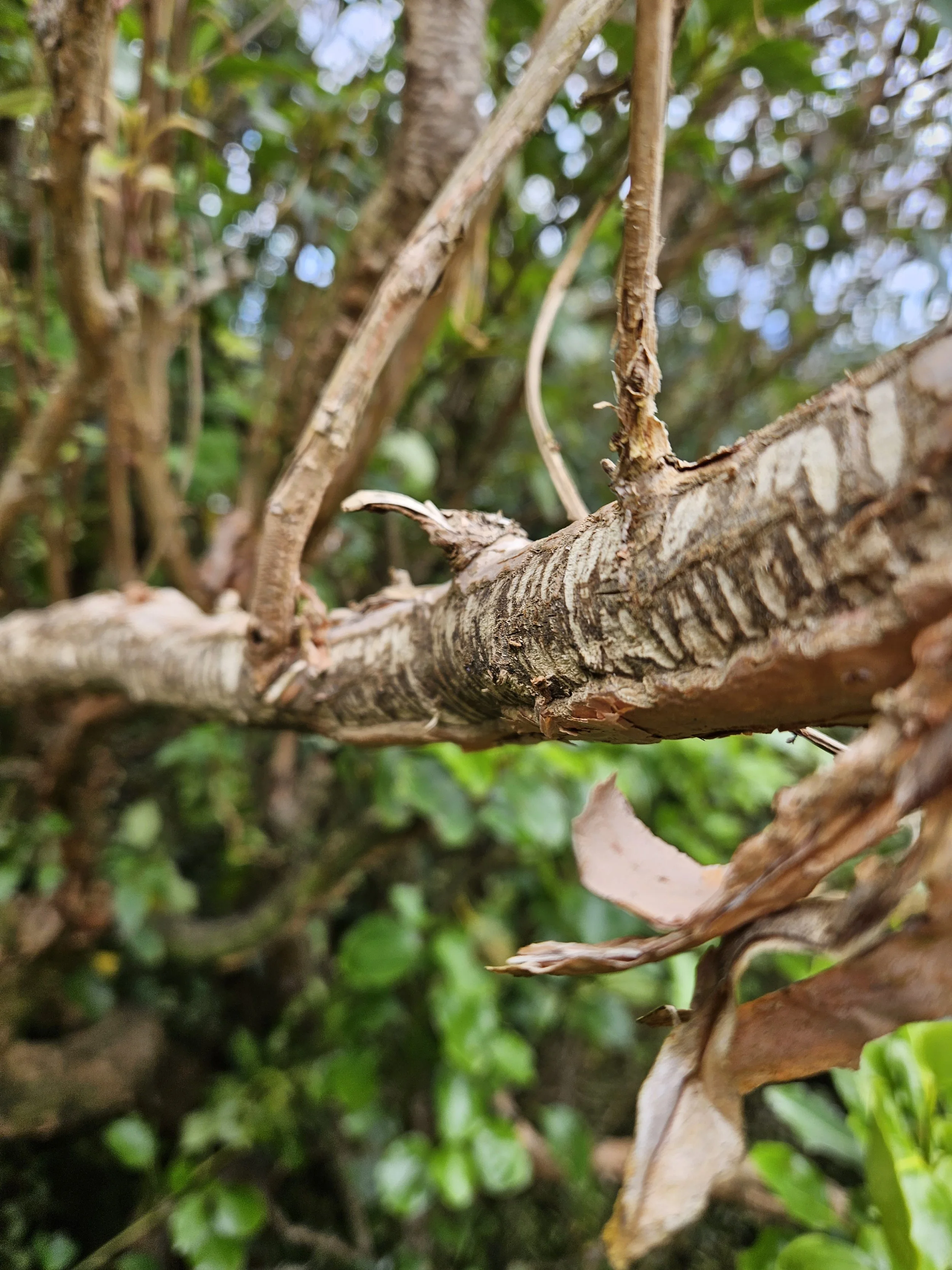 The ‘Halo Possum Effect’ continues to spread — Predator Free Dunedin