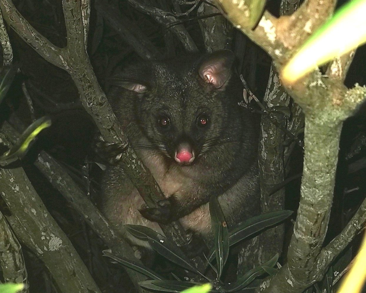 The hunt for the final few: Possum eradication on the Peninsula ...