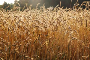 Basic Grain Anatomy — Common Grain Alliance