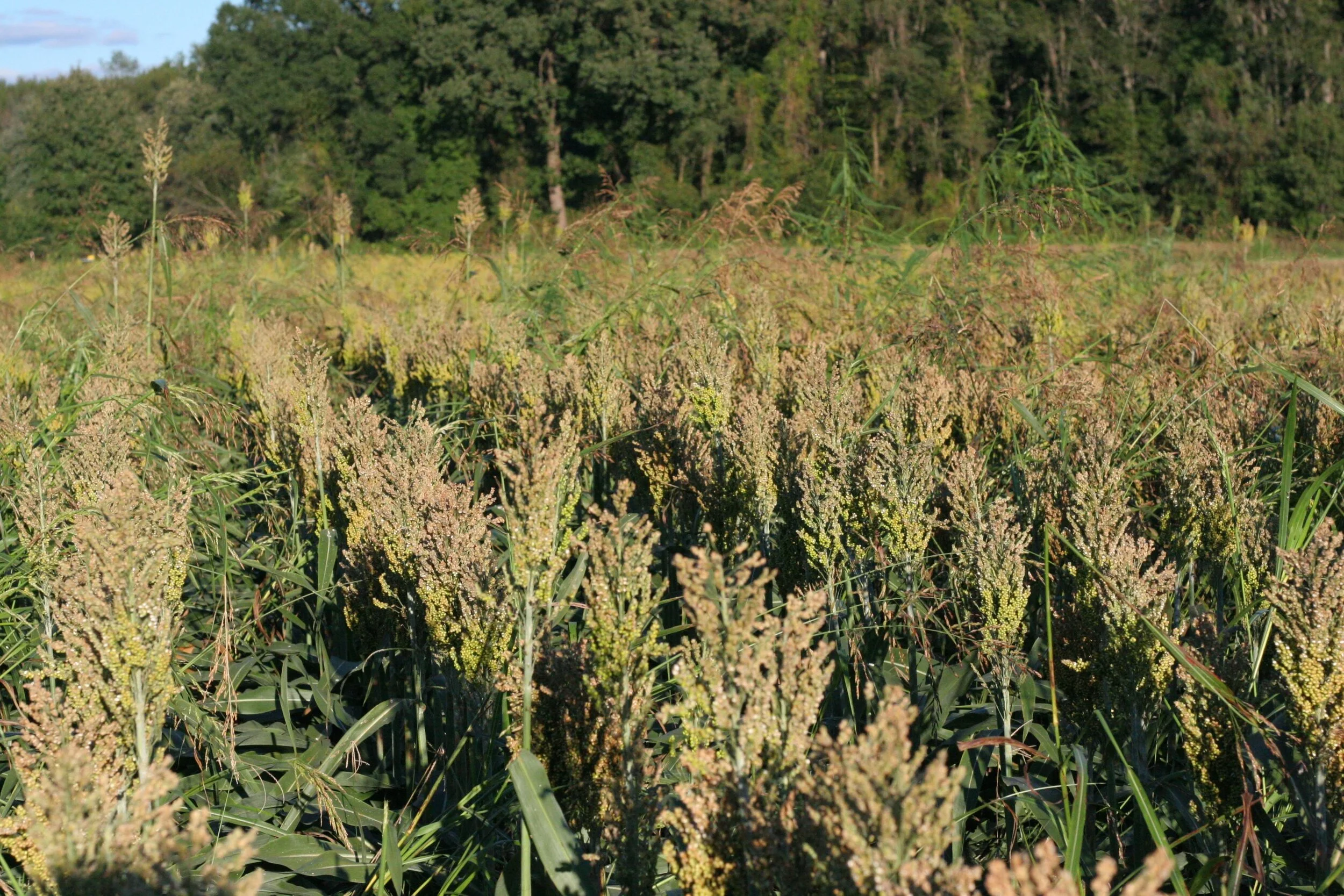 Our Mission and Vision | Common Grain Alliance — Common Grain Alliance