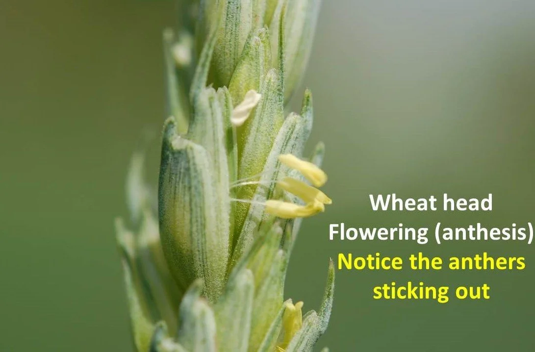 Wheat Growth Stages — Common Grain Alliance