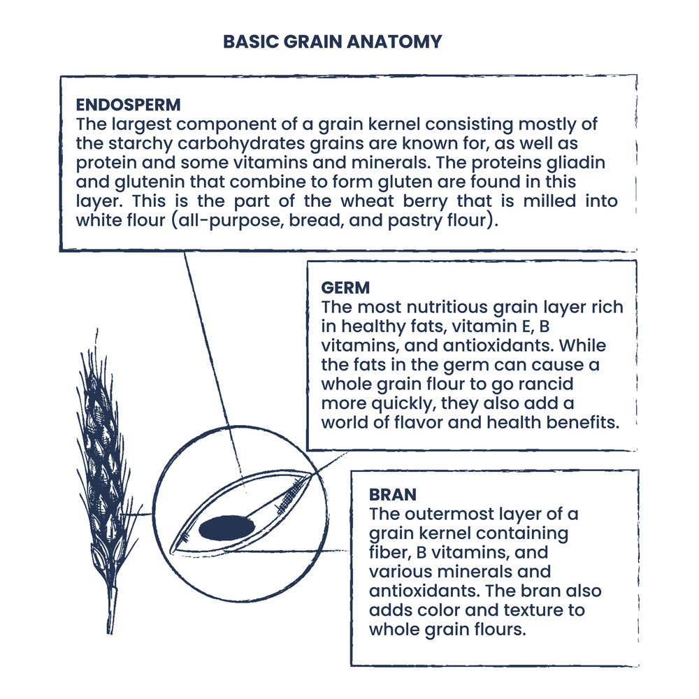 Basic Grain Anatomy — Common Grain Alliance