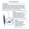 Basic Grain Anatomy — Common Grain Alliance