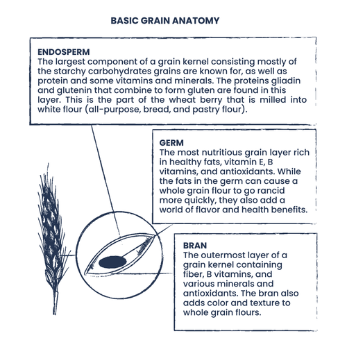 Basic Grain Anatomy — Common Grain Alliance