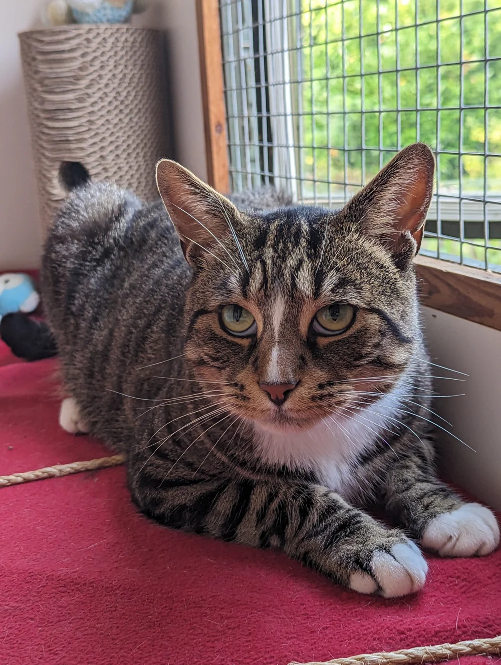 Meet our cats — Cats at the Mill