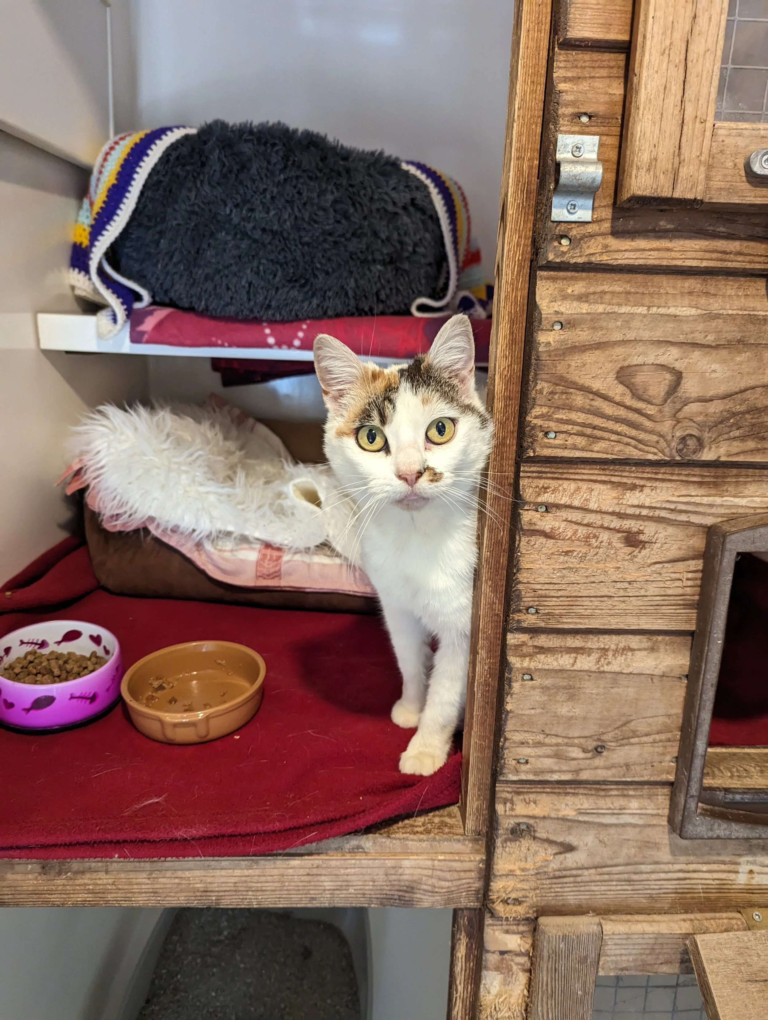 Meet our cats — Cats at the Mill