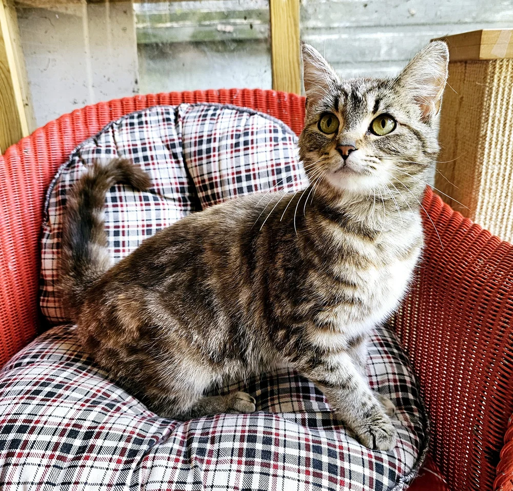 Meet our cats — Cats at the Mill