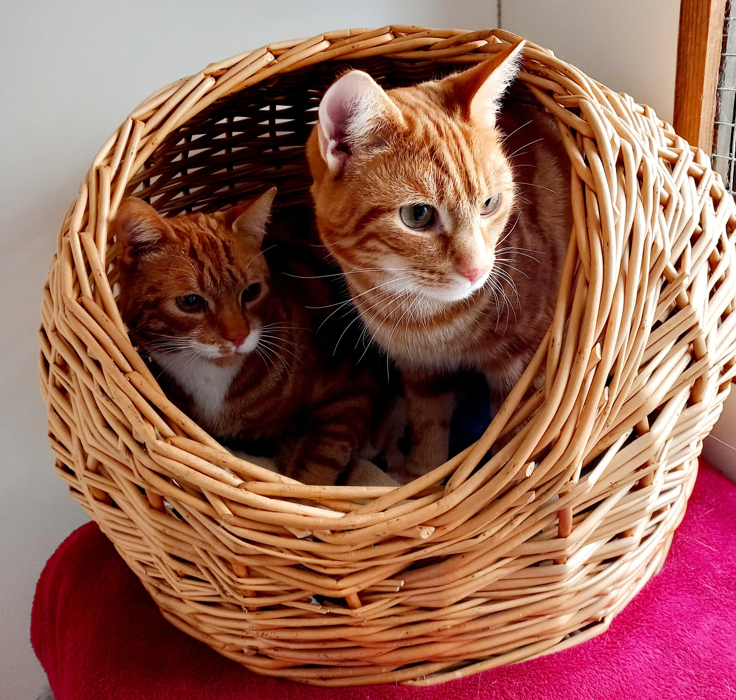 Meet our cats — Cats at the Mill