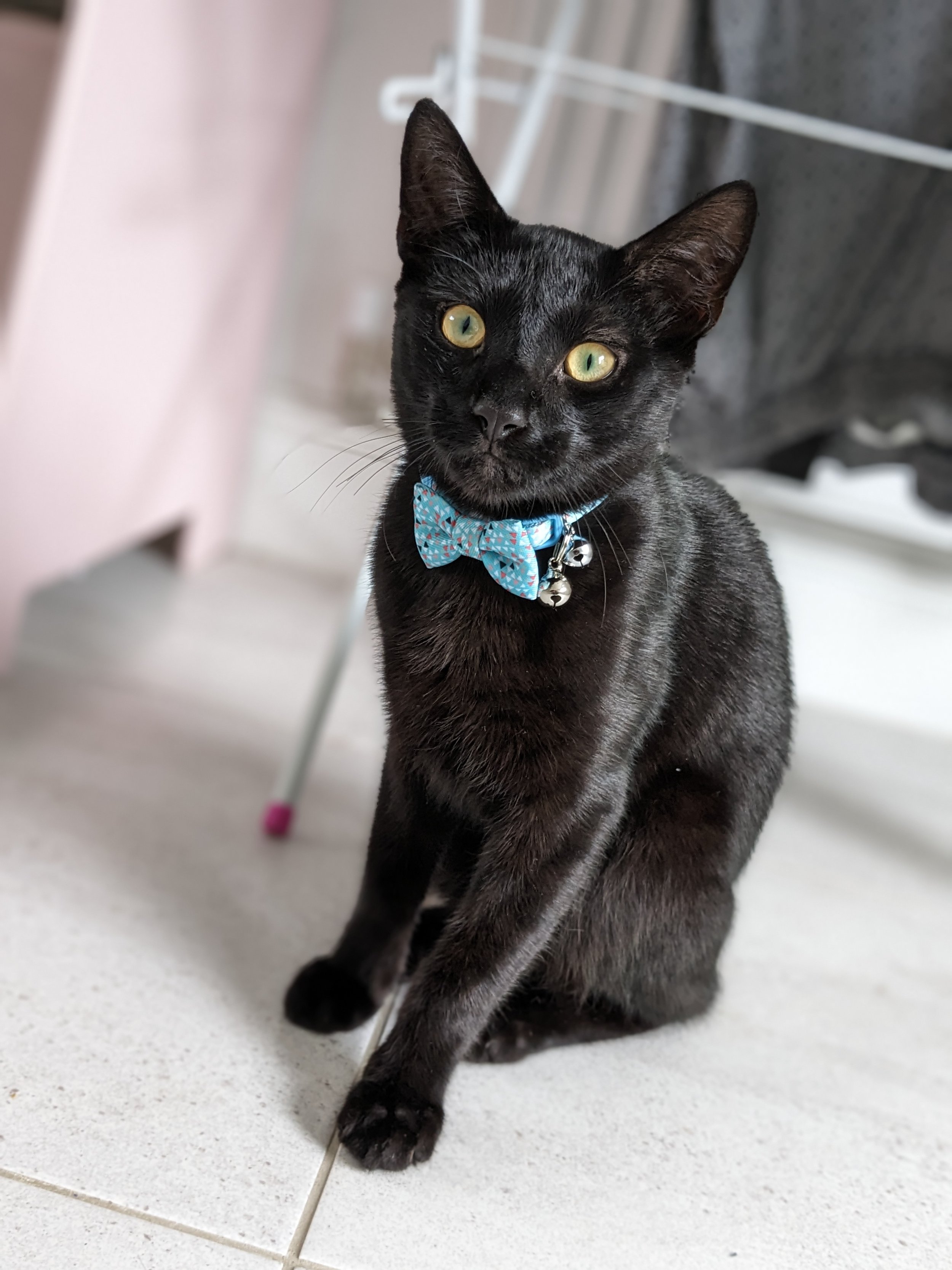 Meet our cats — Cats at the Mill