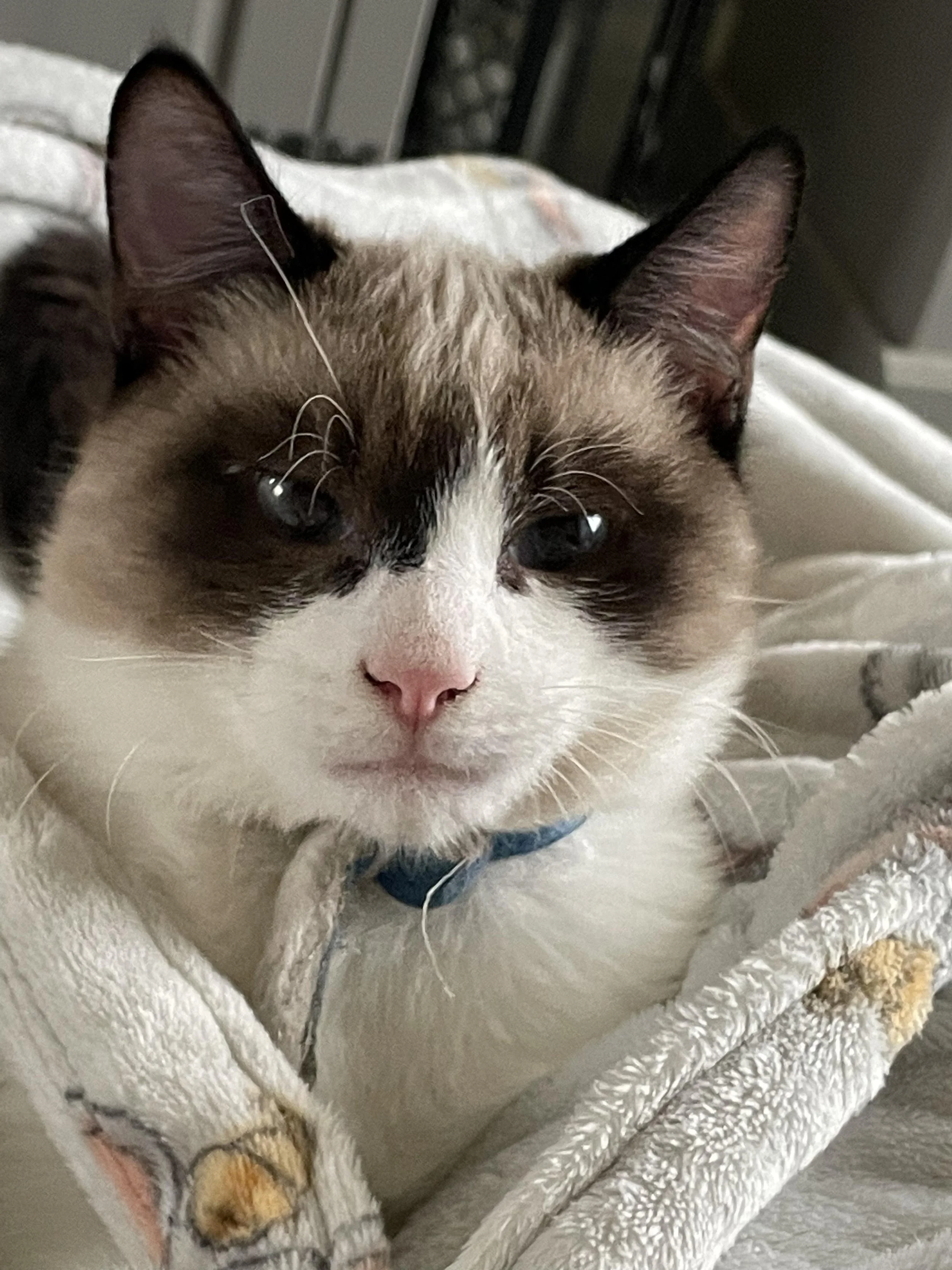 Meet our cats — Cats at the Mill