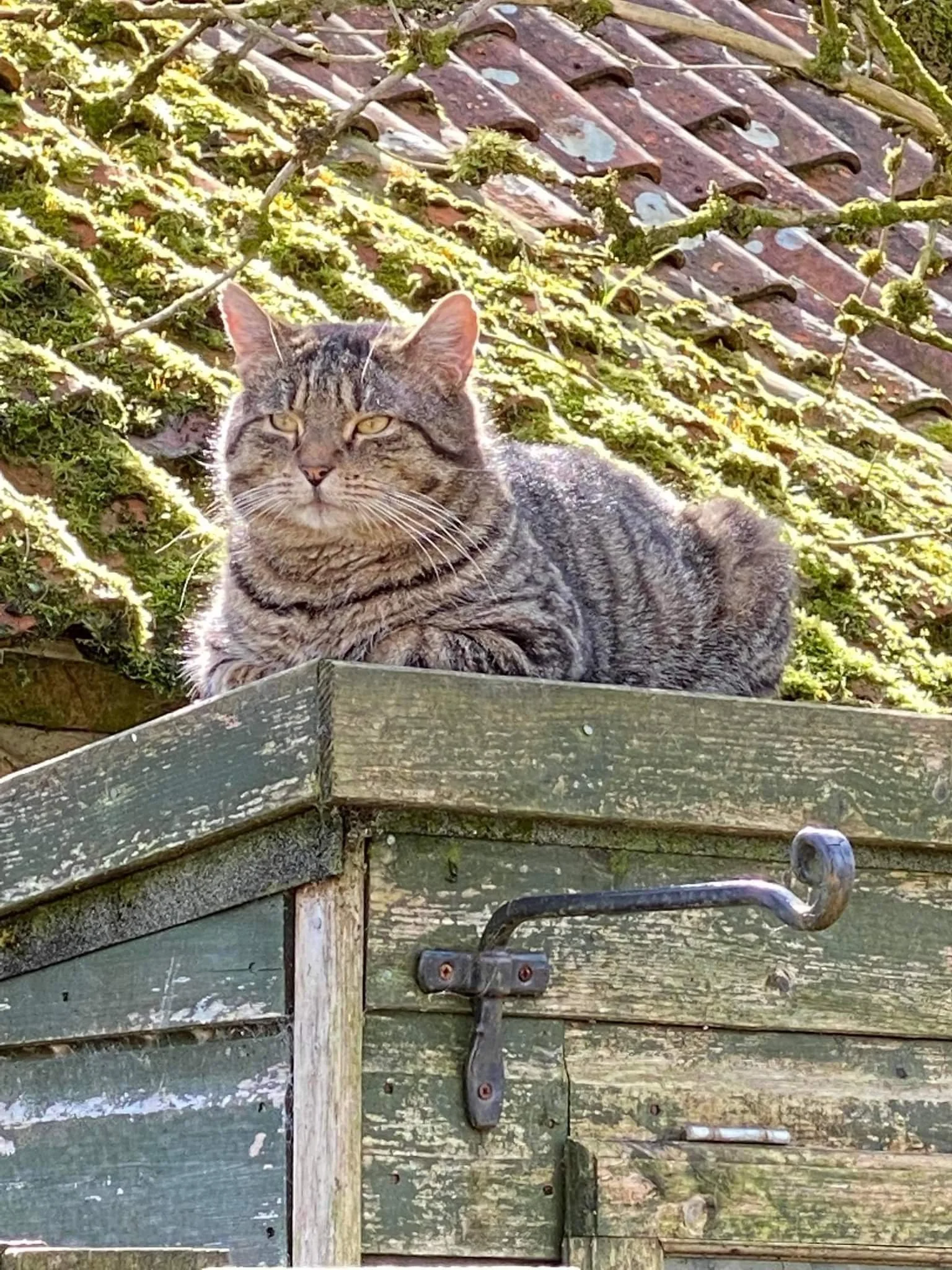 Meet our cats — Cats at the Mill