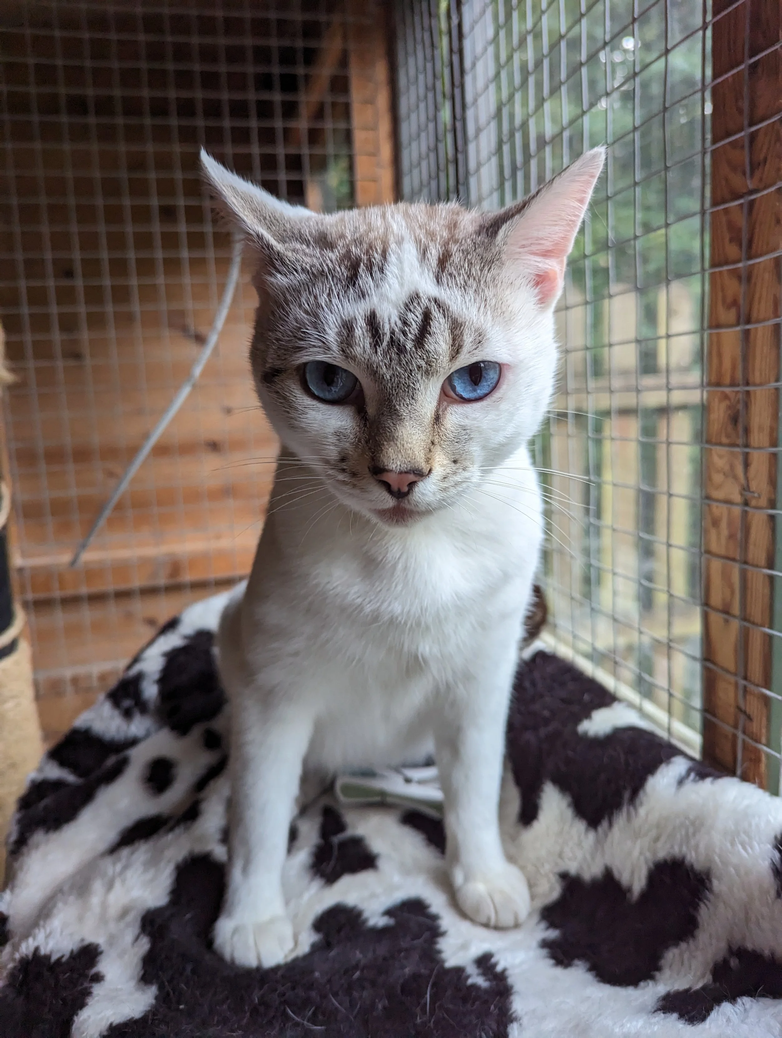 Meet our cats — Cats at the Mill